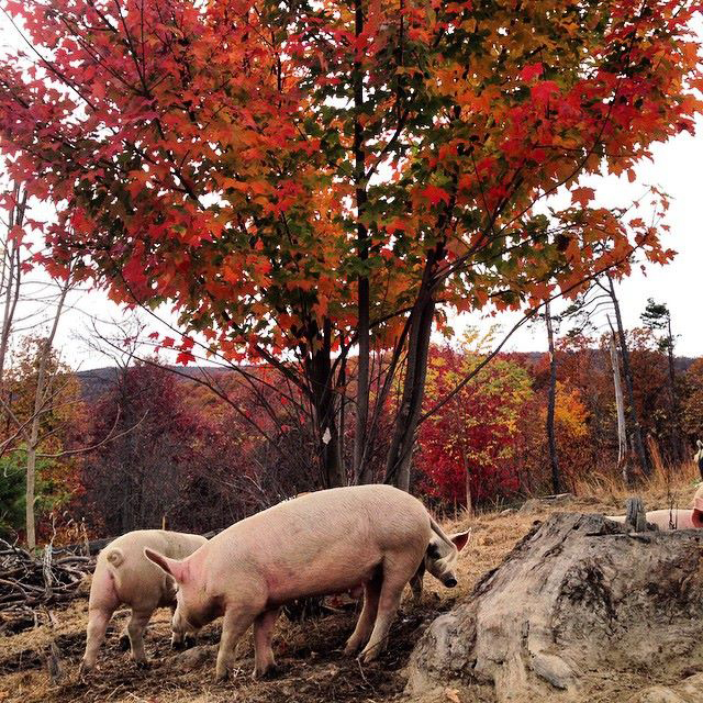 Polyface Farms - T&E Meats